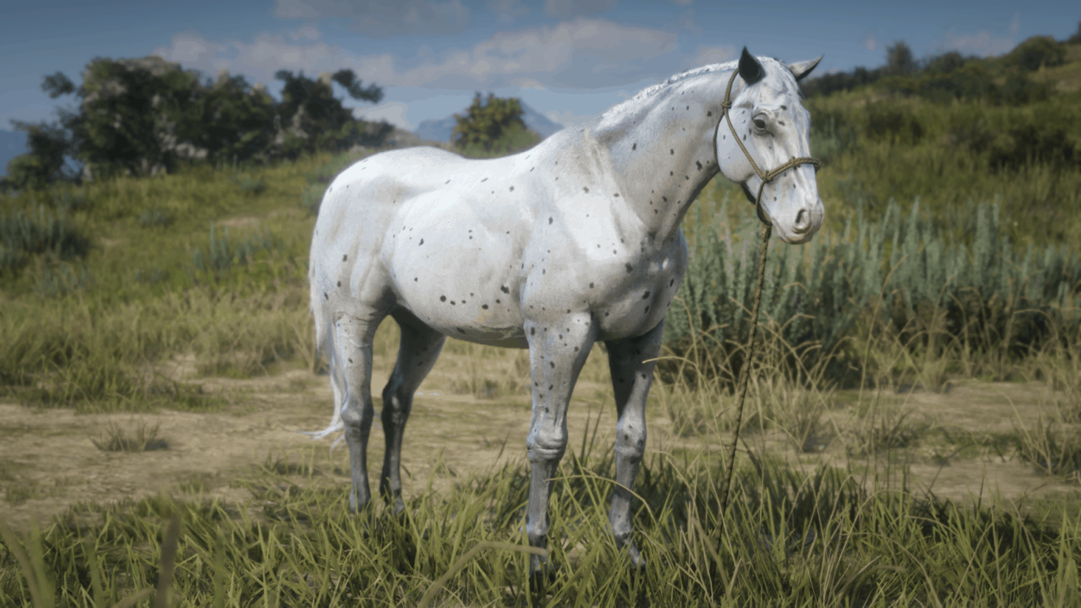 Red Dead Redemption 2 Wild Horse Breeds Locations Guide - RDR2.org