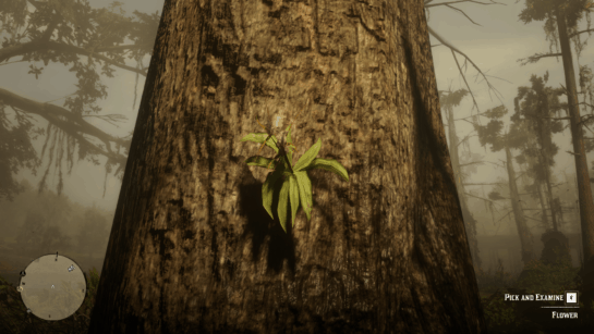 Plants & Herbs Location Guide - RDR2.org