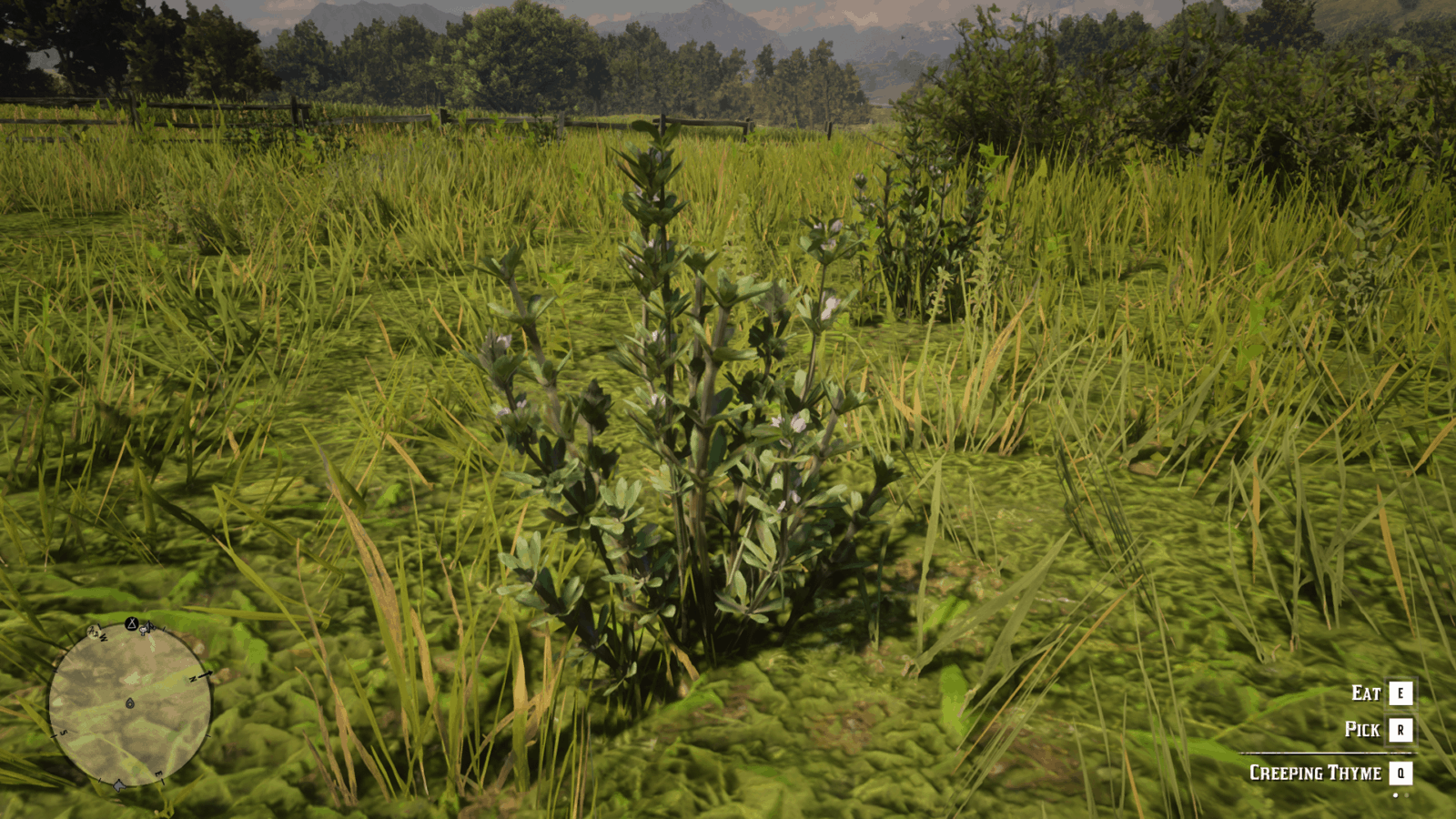 Plants & Herbs Location Guide - RDR2.org